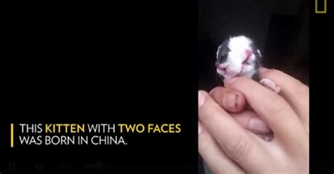 中서 머리 두 개 달린 고양이 야누스캣 태어나
