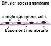 Simple Squamous Epithelial