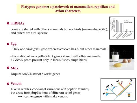 Ppt Sex Chromosome Evolution In Vertebrates Powerpoint Presentation Free Download Id 4794122