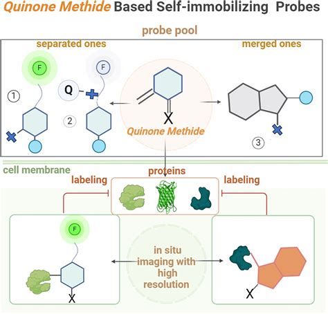 Quinone Methide Based Self‐immobilizing Molecular Fluorescent Probes