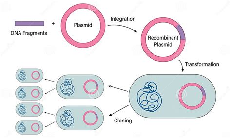 Illustration Of Recombinant Dna Technology On White Background