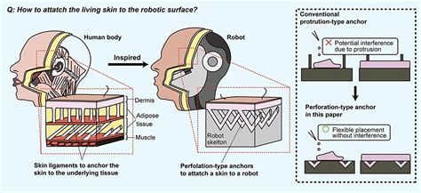 Scientists Create Smiling Robot Face From Living Human Skin Cells