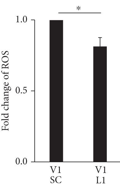 Lcn2 Knockdown Attenuated The Increase In Ros Production In Vhl