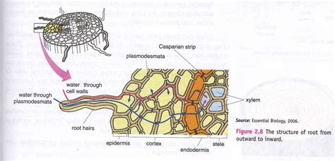 Structure Of Plant Organ Cortex And Endodermis New Science Biology
