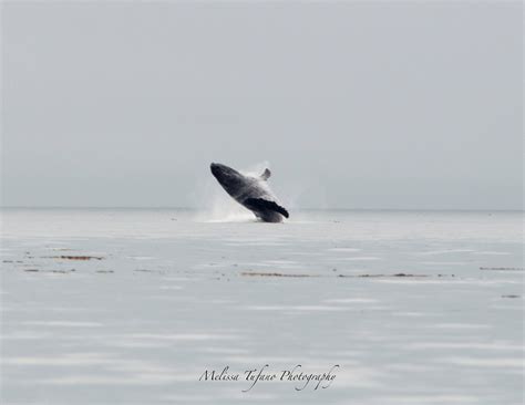 Marissa Cacioppo Marissa Cacioppo Photography