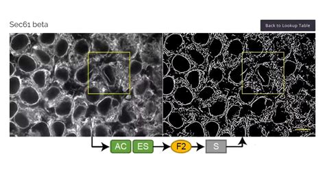 [video] Allen Institute For Cell Science On Linkedin Allen Cell