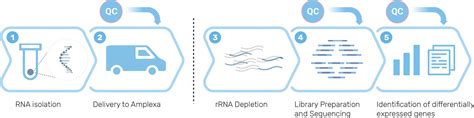 Bulk Rna Sequencing Amplexa Genetics