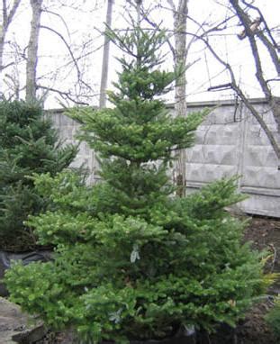 Пихта корейская Abies koreana - фото описание уход - купить саженцы ...