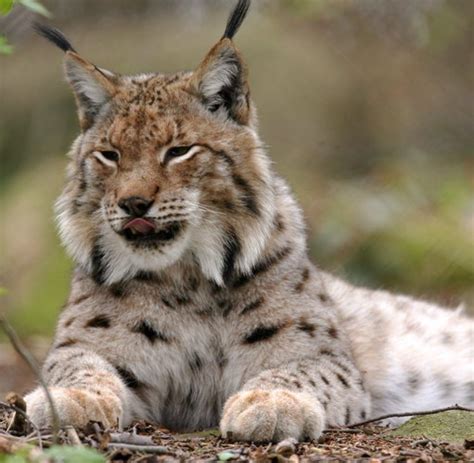 Einst ausgerottet Der Luchs kehrt nach Deutschland zurück Bilder