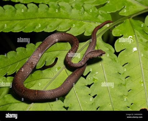 Common Mock Viper Psammodynastes Pulverulentus Curled On Rainforest