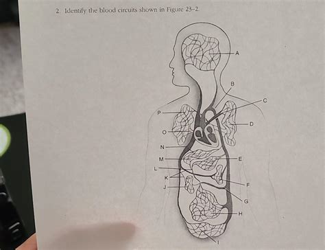 Solved 2 Identify The Blood Circuits Shown In Figure