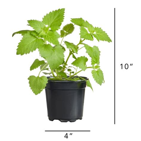 Catnip Plant In Pot