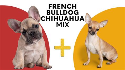 All About The French Bulldog Chihuahua Mix Aka French Bullhuahua Youtube