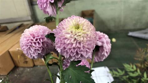 인터넷꽃도매시장 퐁퐁 핑크퐁퐁 인터넷꽃도매시장 인터넷화훼공판장 생화 꽃도매 김해꽃 부산꽃 양재꽃시장 꽃시장 꽃쇼핑몰 Youtube