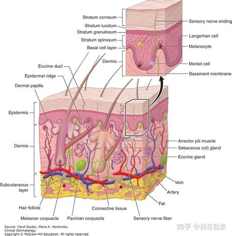 皮肤的结构 知乎