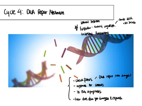 Cycle Lecture A Cycle DNA Repair MechanismsCycle DNA Repair Mechanism