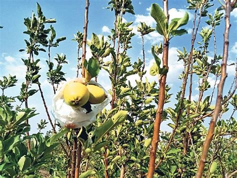 Up To 20 Lakh Farming On 11 Bighas Of Land Every Year Due To Innovation