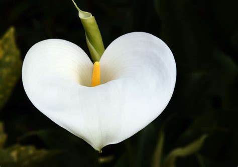 Pour Le Jardin 10 Des Plus Belles Fleurs Blanches Jardin De Grand Meres