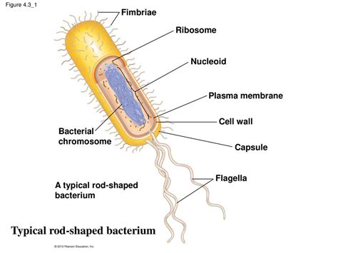 Chapter 4 A Tour Of The Cell Ppt Download