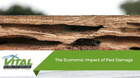 Evaluating The Impact Of Pest Infestations On Timber Structures Vital