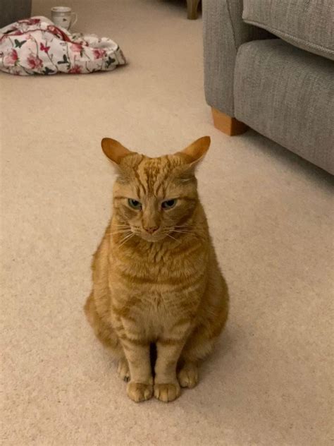 My Gfs Cat Openly Sulking Because Her Legs Arent In The Optimum Lap