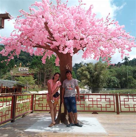 อึ้ง เมื่อวาน 17 8 ส่งออกแค่ 55 ตู้ ราคาทุเรียนวันนี้ หลังสวน จัน ตล ไท ยะลา สี่มุม ฯลฯ