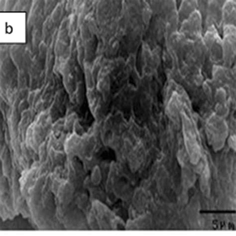 Adsorption Chelationcomplexation And Surface Precipitation Are