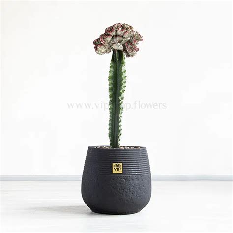 خرید و قیمت کاکتوس لاکتی پیوندی افوربیا لاکتی پیوندی