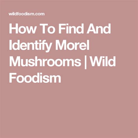 Real Vs Fake Morel Mushrooms