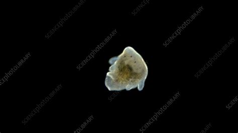Polycladida Worm Larva Microscopy Stock Video Clip K0110126