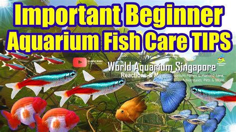 Aquarium Fish Care Important Tips For Beginners How To Take Care Of
