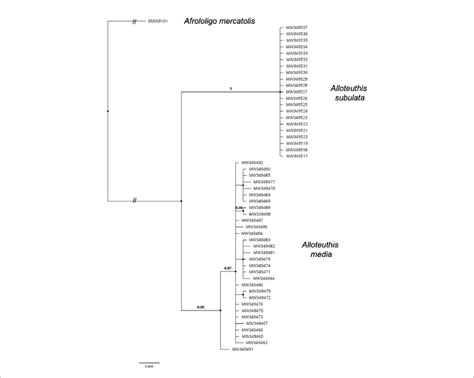 bayesian tree topology based on coi haplotypes of a media a