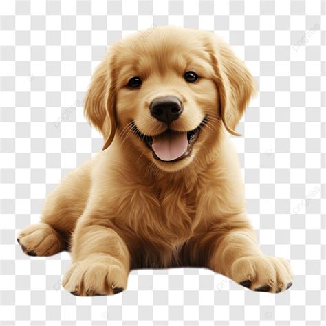 밝은 눈과 편안한 자세를 가진 복슬복슬한 황금색 강아지 골든 리트리버 귀여운 강아지 푹신한 모피 Png 일러스트 및 이미지 에 대한 무료 다운로드 Pngtree
