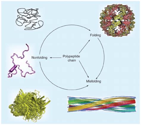 Fate Of A Polypeptide Chain Download Scientific Diagram