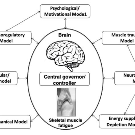 Complex Systems Model Of Fatigue Interaction Of Developed Fatigue Download Scientific