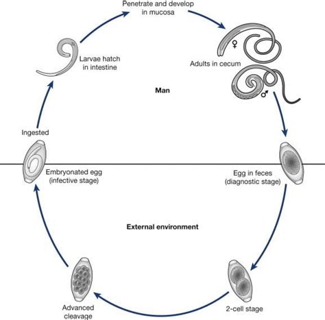 Understanding Trichuriasis The Human Whipworm Infection The Science