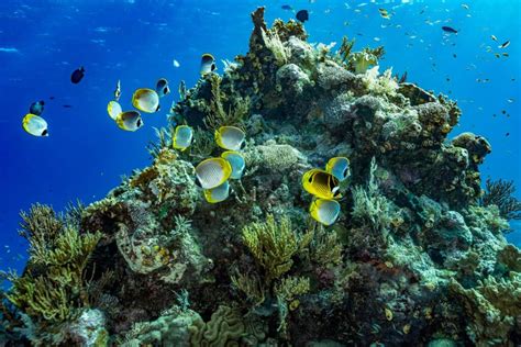 Los Arrecifes De Coral Más Impresionantes Del Mundo
