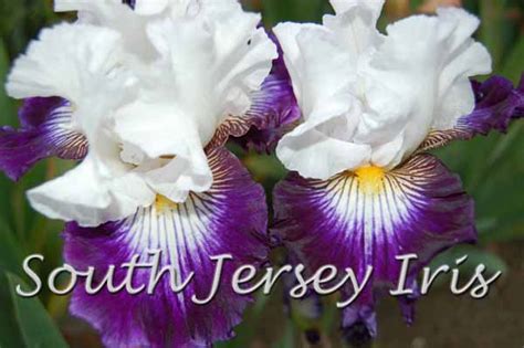 Dancing Star South Jersey Iris