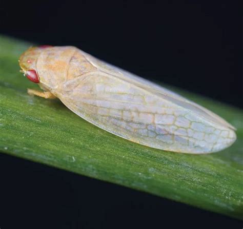 Scientists Create Stealth Device Inspired By Insects