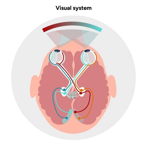 Premium Vector Suprachiasmatic Nucleus Of Hypothalamus Human Visual