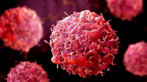 Cancer Stem Cells And Their Relation To Tumor Biology