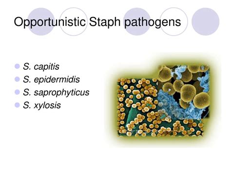Ppt Staphylococcus Powerpoint Presentation Free Download Id521076