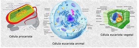 Celula Vegetal Y Sus Partes Para Colorear Brainly Lat