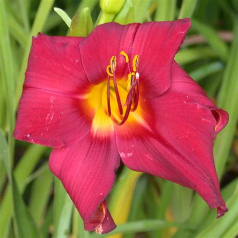 Raspberry Dream Daylily Heritage Collection Wild And Son