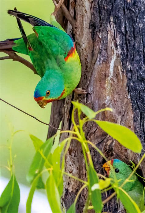 Lathamus The Critically Endangered Swift Parrot Projects Outside
