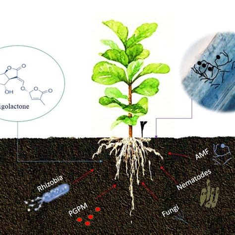 Sls Hormone Role In Plant Interactions With Beneficial Root Microbiome