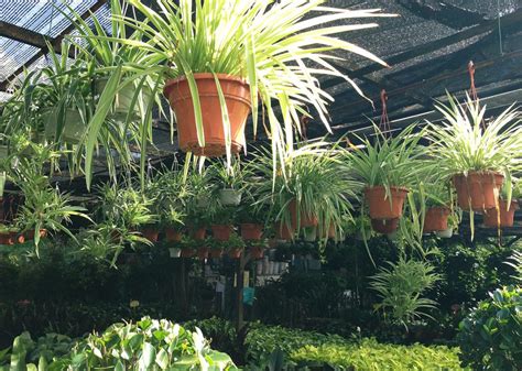Nursery Welcome To Hawaii Landscape
