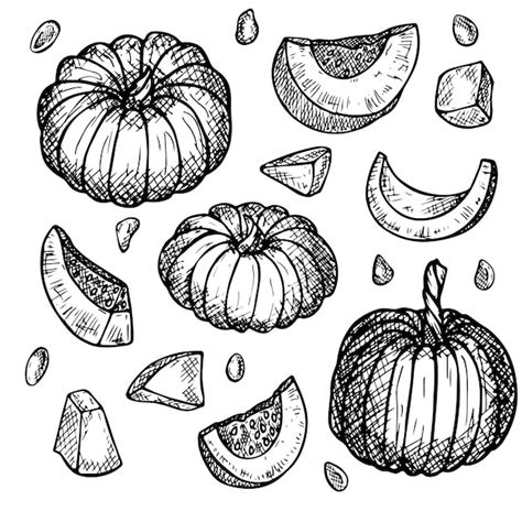 手描きのカボチャ イラストのベクトルを設定 野菜収穫クリップアート ファーム マーケット製品 プレミアムベクター