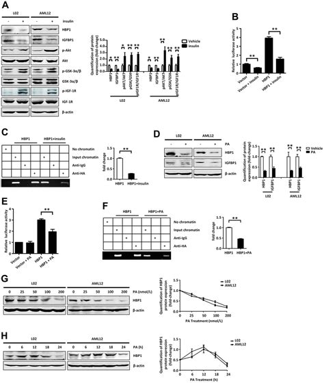 Hbp1 Inhibits The Development Of Type 2 Diabetes Mellitus Through