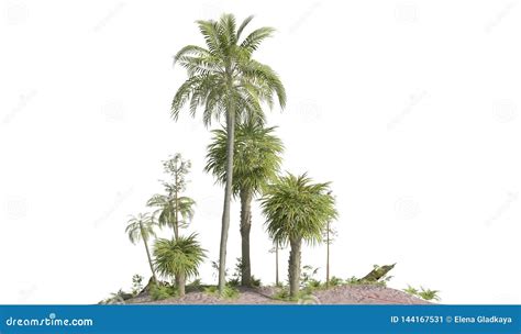 Trees Of The Mesozoic Era Isolated On White Background 3d Illustration